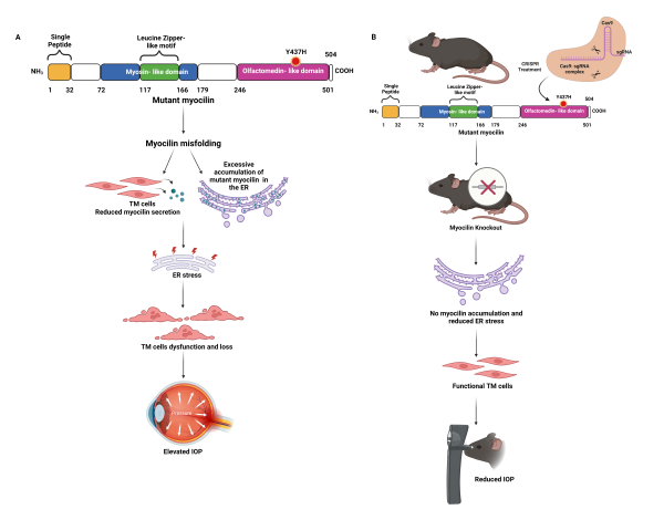 Precision Genome Editing | UCI Center for Translational Vision Research Precision Genome Editing | UCI Center for Translational Vision Research
